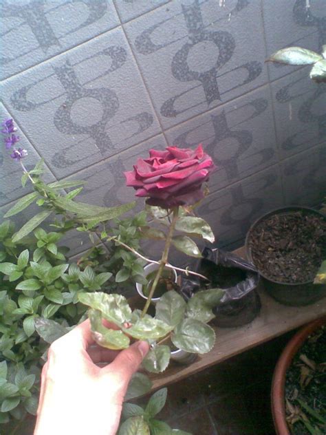 Foto De Rosa Violeta