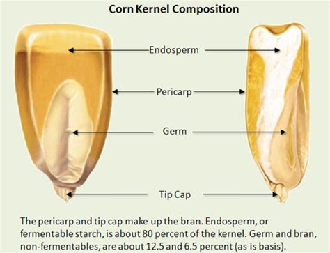 Corn Lab Emily Skwarek