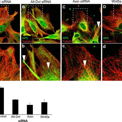 Wnt Signaling Is Required For The Accumulation Of Apc On Microtubules Download Scientific