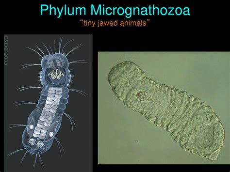 Ch 8 Acoelommorpha Platyzoa And Mesozoa Ppt Download