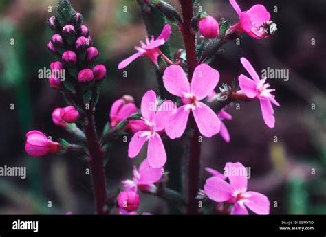 Grass Triggerplant Grass Trigger Plant Stylidium Graminifolium