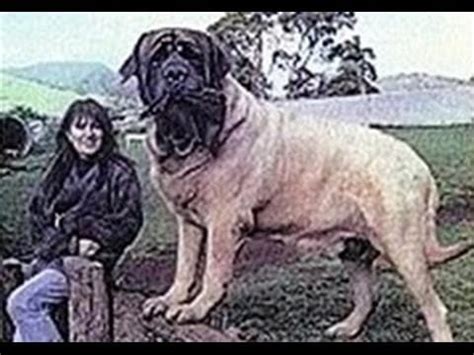 Biggest English Mastiff Zorba
