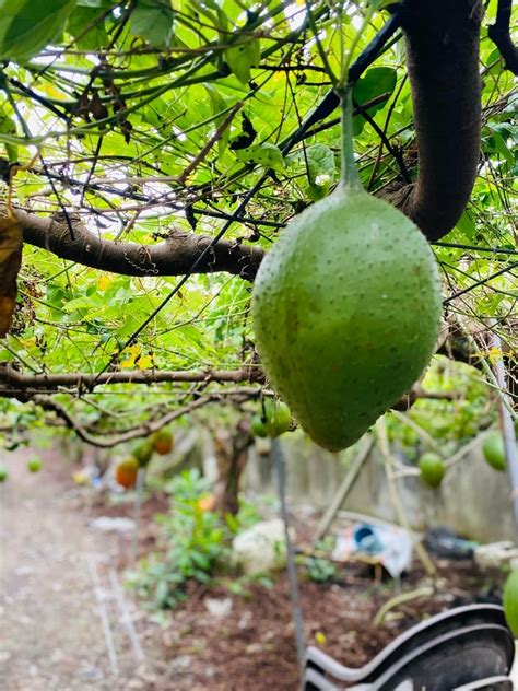 【台南 楠西景點】「永興吊橋」台南最長超浪漫紫色吊橋｜可飽覽山光水色美景｜－阿萍and阿裕 玩樂誌∣旅遊∣美食∣生活∣｜痞客邦