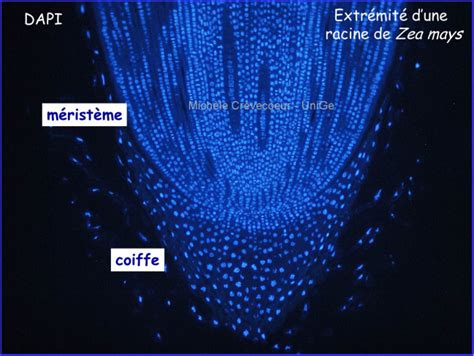 Site De Michèle Crevecoeur Coloration Au Dapi