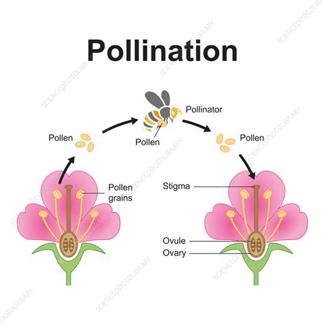 Insect Pollination Illustration Stock Image F0374538 Science Photo Library