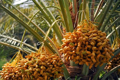 Are Dates Good For You Or The Planet Food Revolution Network