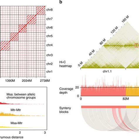 Assembly Similarity And Divergence Of Allelic Chromosomes A Overview Download Scientific