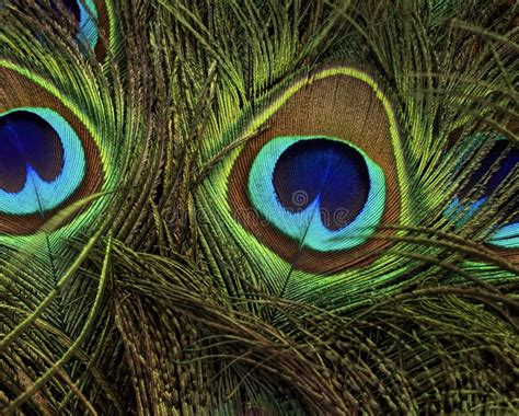 Beautiful Dark Peacock Feathers Texture Background Peafowl Feathers