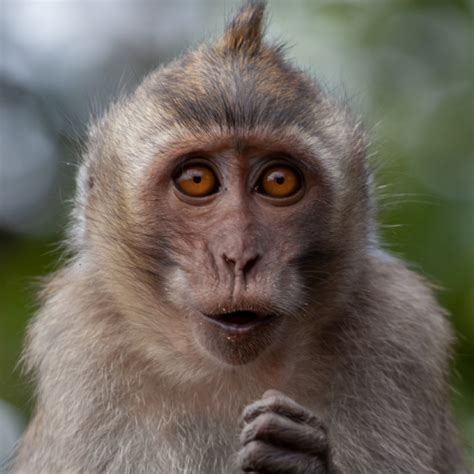 Monkey Sounds Apps On Google Play