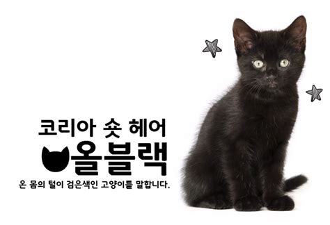 한국 집 고양이 코리안 숏 헤어 고양이에 대한 모든 것 네이버 블로그