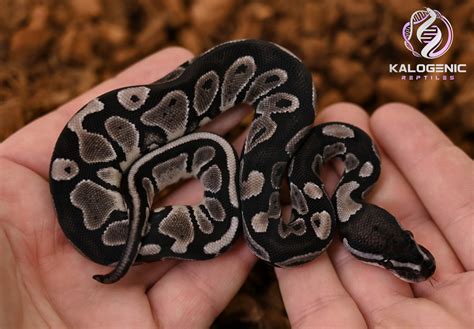 Something Something Dark Side Ball Pythons Morphmarket Reptile Community