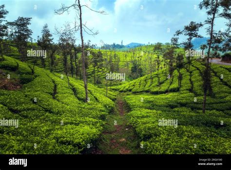 Inde Inde Kerala Munnar Banque De Photographies Et Dimages à Haute