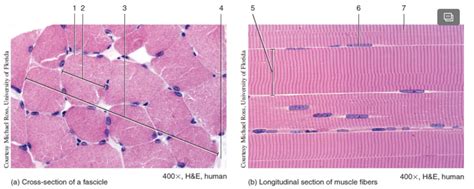 Anatomy 201 Lab 7 Diagram 3 Diagram Quizlet