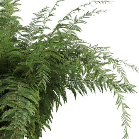 3d Fern Terracotta Vase Model Turbosquid 1500389