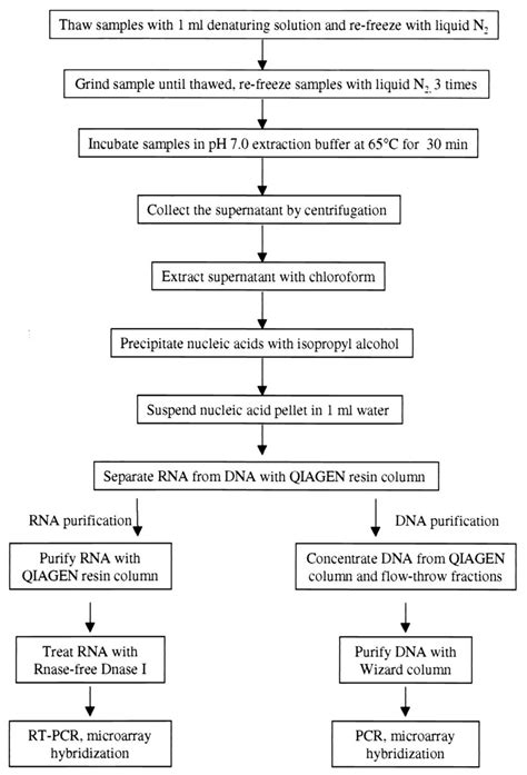 Schematic Summary Of The Optimal Protocol For Simultaneous Recovery Of Download Scientific