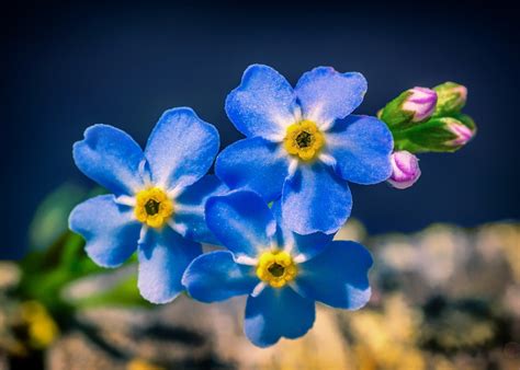 Ý Nghĩa Hình ảnh đẹp Của Hoa Lưu Ly Forget Me Not