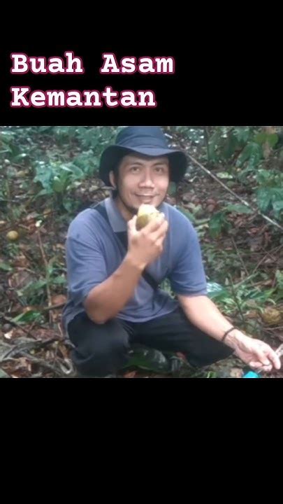Mencari Buah Asam Kemantan Kalimantan Youtube