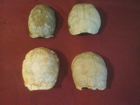 4 Craft Turtle Shells