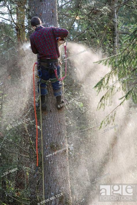 Tree Cutting Safety Line Fir Tree Cutting Chainsaw Use Stock Photo Picture And Rights