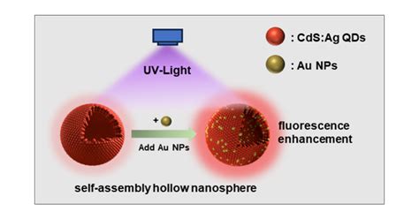 Fluorescence Enhancement Of Cdsag Quantum Dots Co Assembled With Au