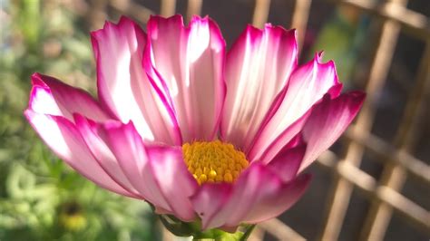 বুক পকেটের গল্প Youtube