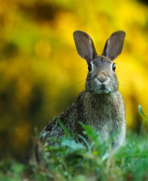 Dead Rabbit Spiritual Meaning Bad Thing