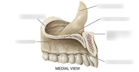 Medial Views Of The Maxillae Diagram Quizlet