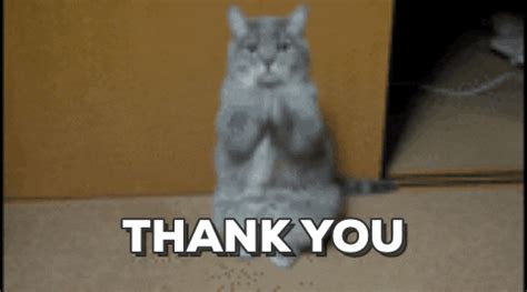 Cute Thank You Cat Reaction  899×500 Cute Thank You