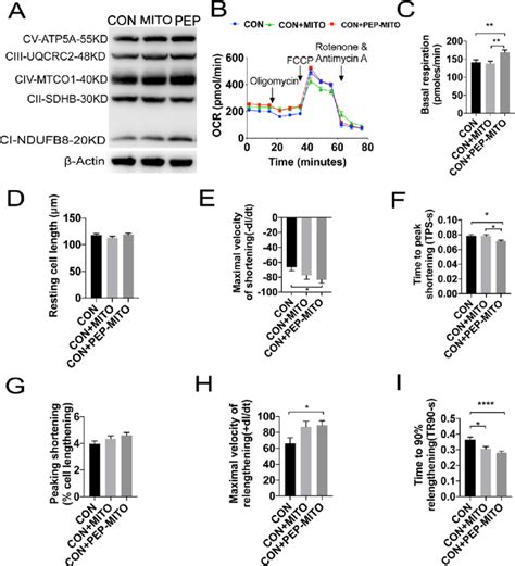 Transplantation With The Pep−tpp−mitochondria Compound Enhances Download Scientific Diagram