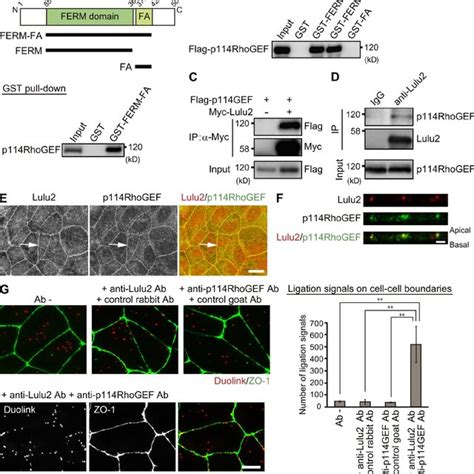 Schematic Representation Of Lulu2 Involvement In Regulation Of The