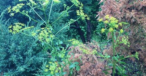 Wild Parsnip Causes Burns Blisters To Hudson Teen Montreal Globalnews Ca