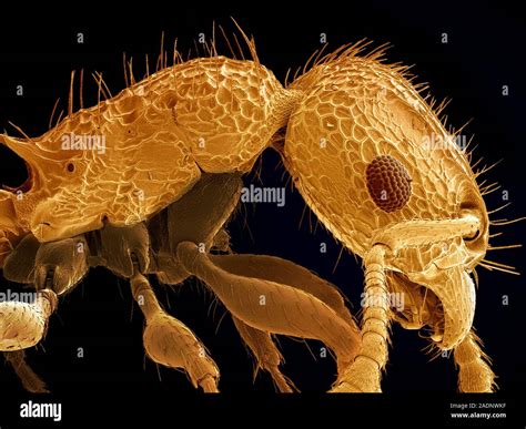 Ant Coloured Scanning Electron Micrograph Sem Of Part Of An Ant