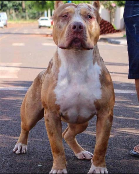 Instagram Post By Pittmonsterbrasil • Mar 22 2021 At 355am Utc Instagram Posts Instagram