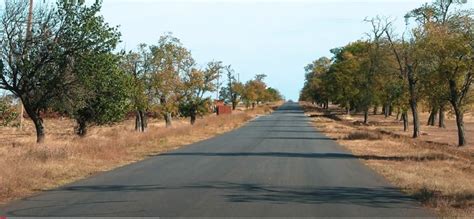 Фермери на Одещині спробували самі відновити лісосмугу чим закінчився експеримент Читайте на