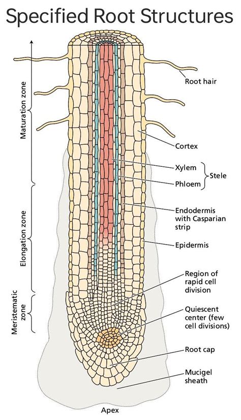 What Are The Functions Of The Endodermis Of A Root Root Hair Cell