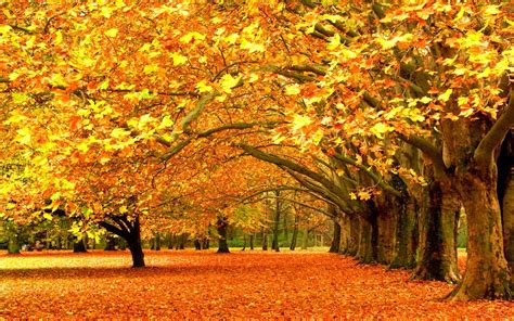 Trees Fall Nature Wallpapers Hd Desktop And Mobile Backgrounds
