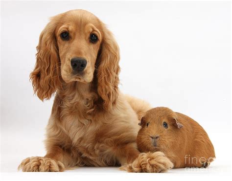 Golden Cocker Spaniel With Sandy By Mark Taylor Fine Art America