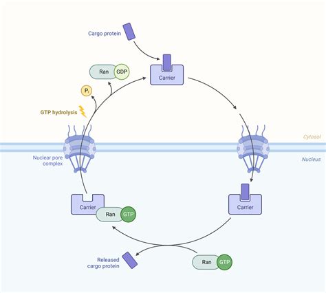Simplified Overview Of Transport Through Nuclear Transport Complexes