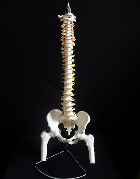 Life Size Anatomical Human Vertebral Column With Pelvis And Femur Heads Spine Model Vertebrae