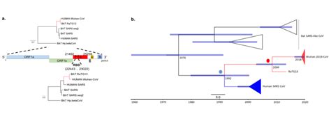 Recombination Event In An Ancestor Of 2019 Ncov Encompasses The Rbd Download Scientific