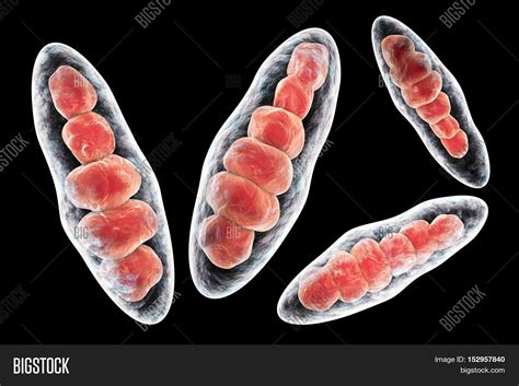 Macroconidia Multi Image And Photo Free Trial Bigstock