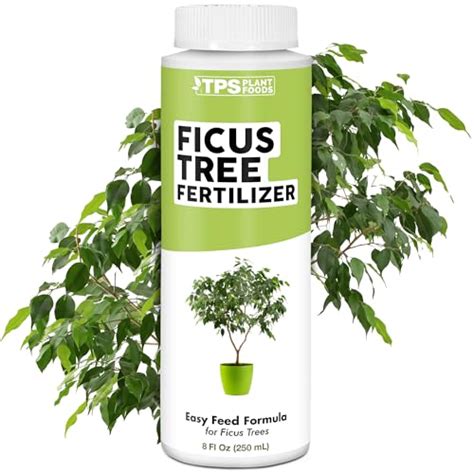 Best Fertilizers For Ficus Trees To Promote Healthy Indoor Growth 2025 Garden Tips And Tools