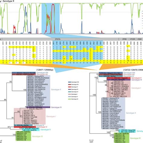 Recombination Analysis Of Genotype X A Bootscanning Recombination