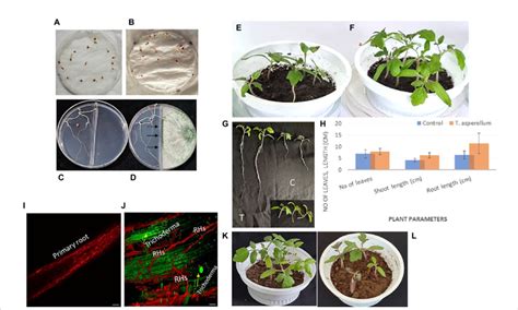 Trichoderma Asperellum Colonizes A Tomato Plants Root System And