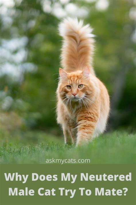 Can A Male Cat Still Impregnate After Being Neutered