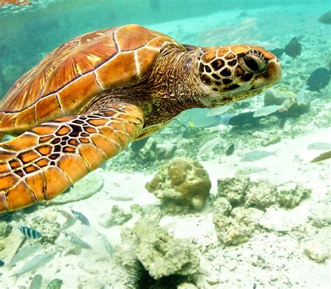 Top 10 Things To Do In Bora Bora Luxury Holidays Pure Destinations