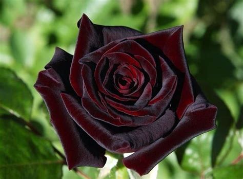 Black Baccara Rose Dark Red Black Fragrant Hybrid Tea Rose