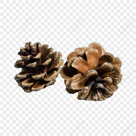A Large Pine Cone And A Small Pine Cone Pine Fruit Picea Abies