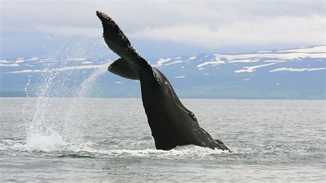 Slap that tail! A humpback whale slaps its tail with vigorous power onto the surface. - YouTube