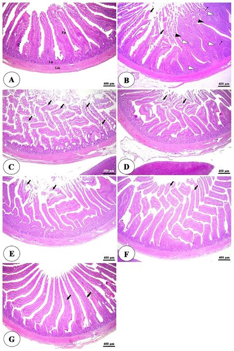Photomicrograph Of Duodenum Of Negative Control Group A Showing Download Scientific Diagram